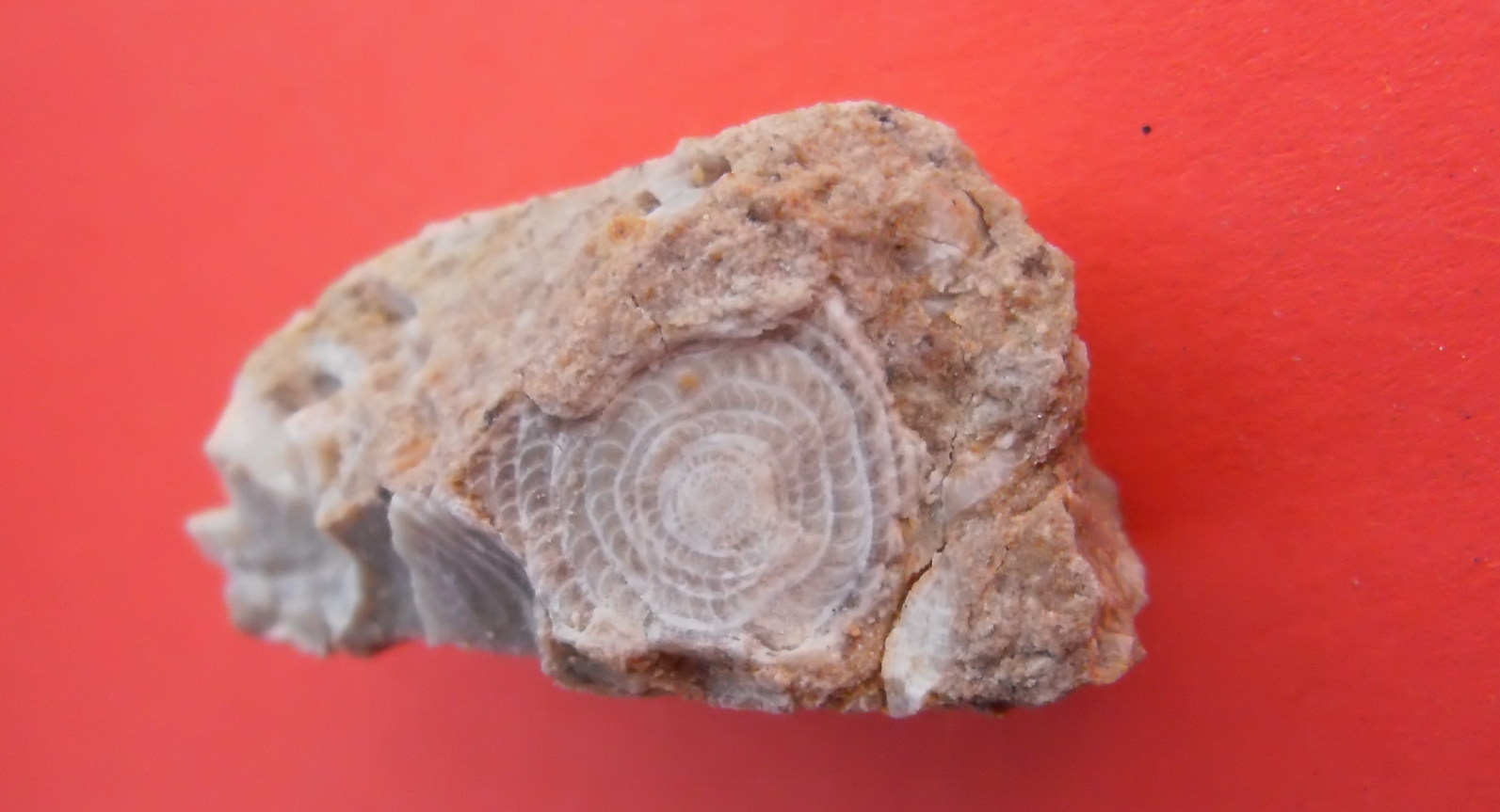 Fossil corals: Fossil corals: Foraminifera Nummulites