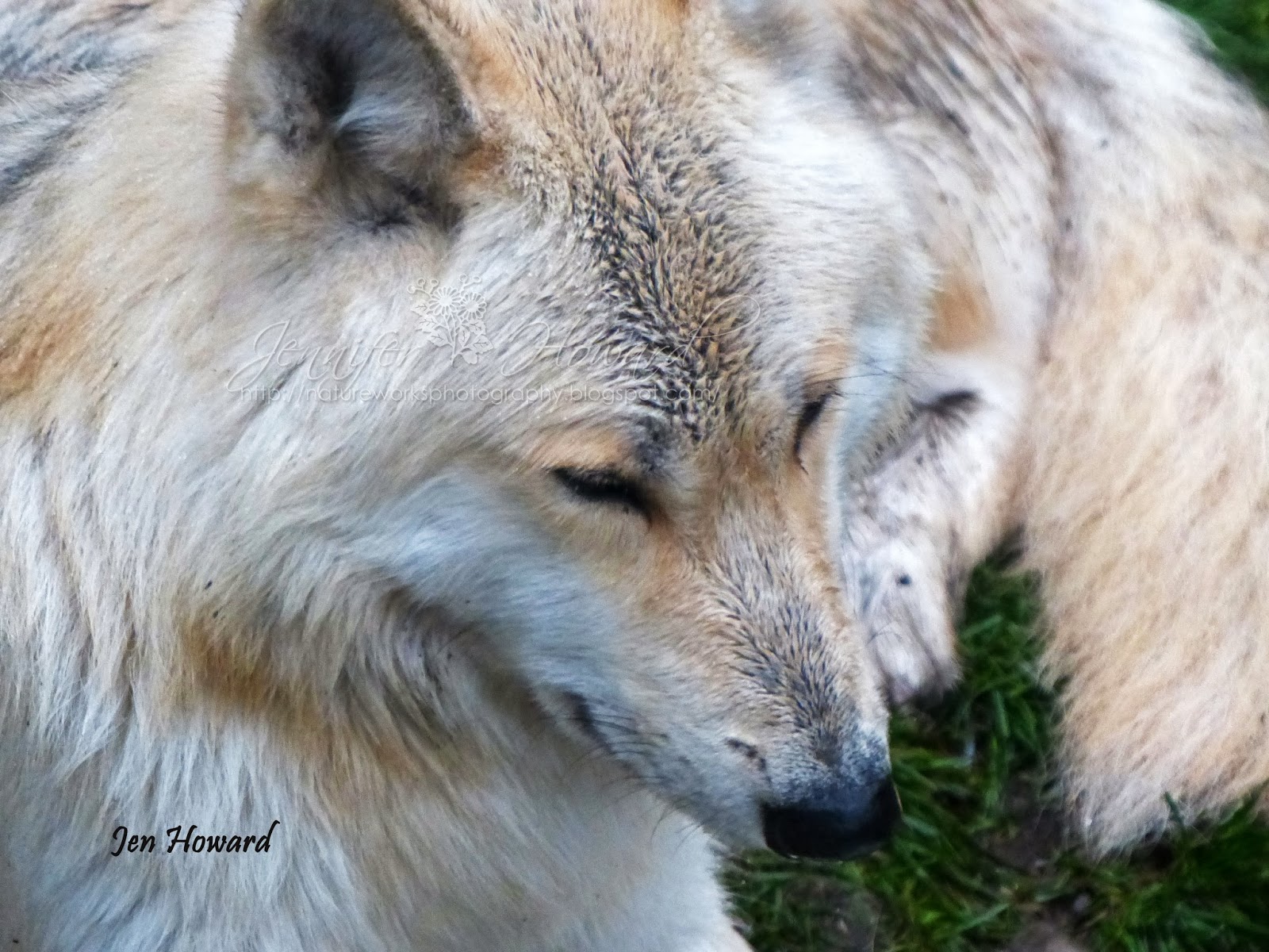 Nature Works Photography: Haliburton Wolf Center