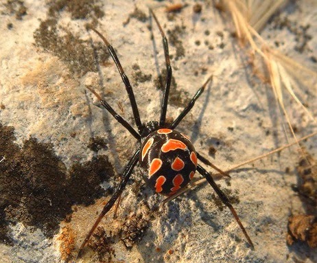 Top 20: As aranhas mais estranhas e bonitas do mundo ~ Biólogo Esperto