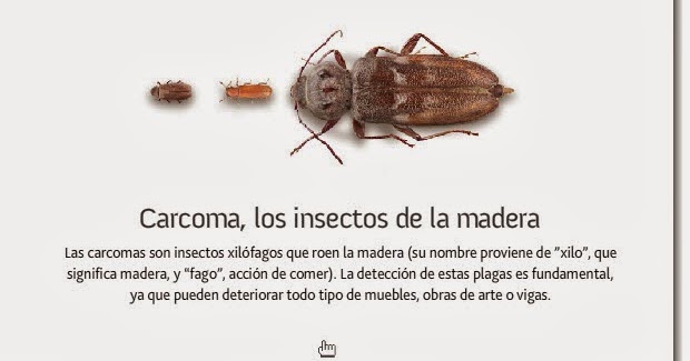Avibert: Carcoma, insectos de la madera Infografía Bricolage Consumer ...