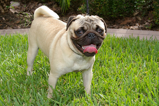 CANIL BADÁ LITTLE DOG (Bulldog francês & Pug)