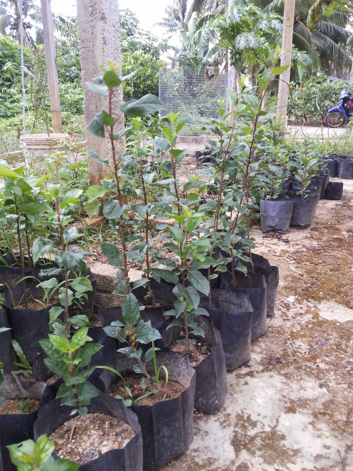 Mohd Sobri Hussin: Benih Pokok Apple