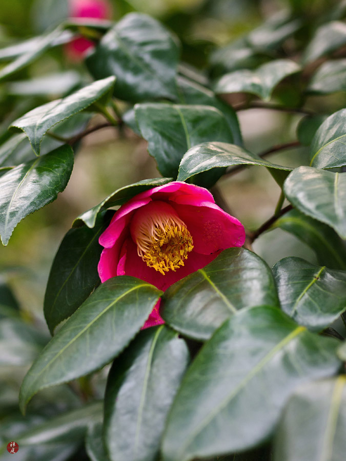 FROM THE GARDEN OF ZEN: February 2012