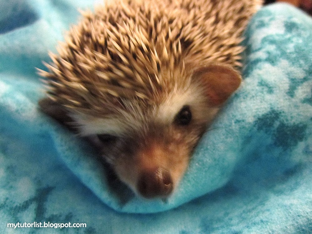 Poggy Two Years Later : Behind Mytutorlist.com