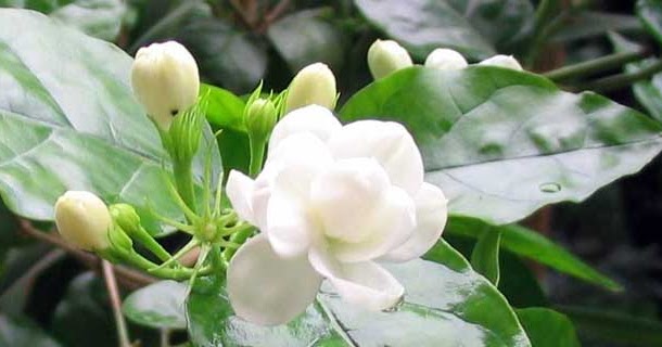 இயற்கை முறையில் மல்லிகைப் பூ சாகுபடி-(Iyyarkai muraiul malligai poo ...