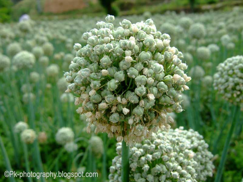 Onion Flowers | Nature, Cultural, and Travel Photography Blog