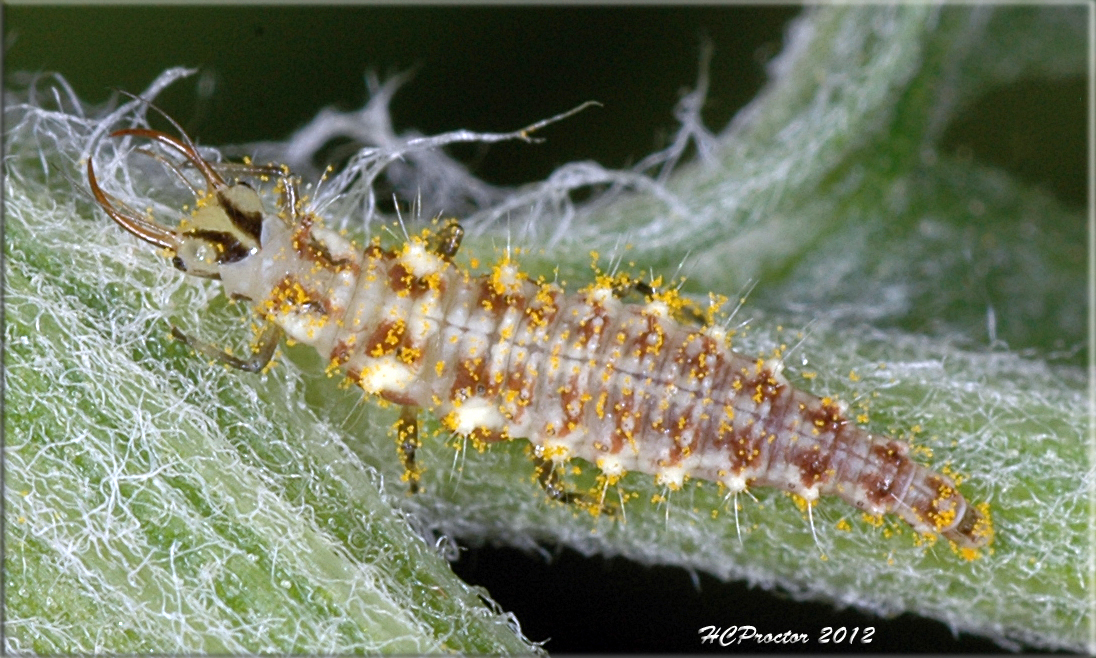 The Home Bug Garden: Australian of the Week: Blue-eyed Nymph
