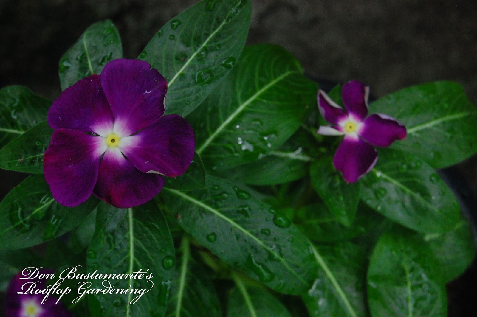 Don Bustamante's Rooftop Garden: Vinca [Violet]