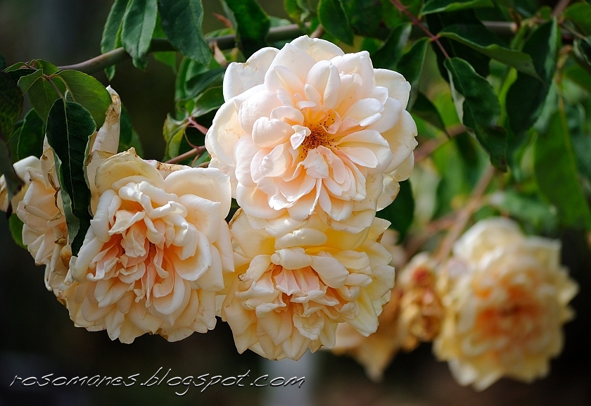 A Rose is a Rose...: Sunday Roses