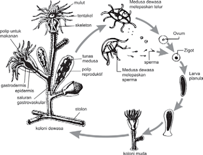 Filum Coelenterata | ilmu kelautan