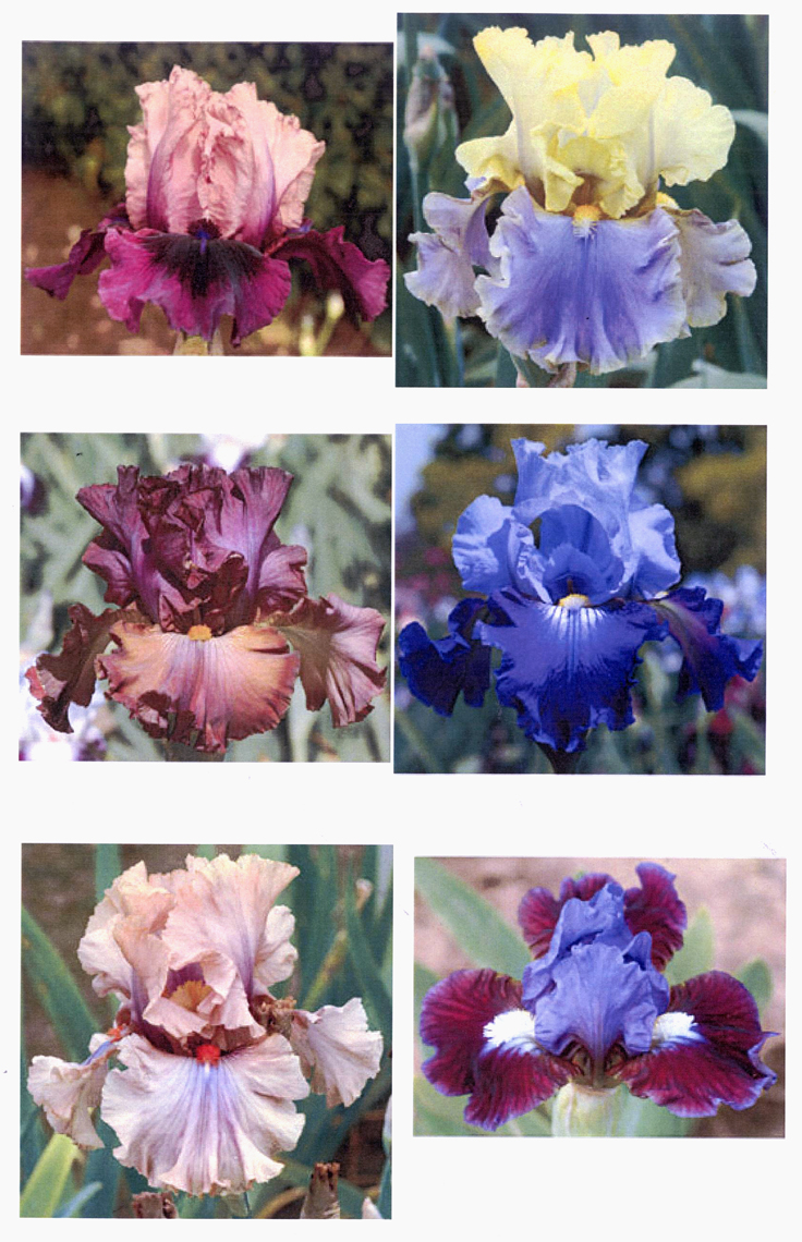 Gallery Glass Class: Bearded Irises of Gallery Glass