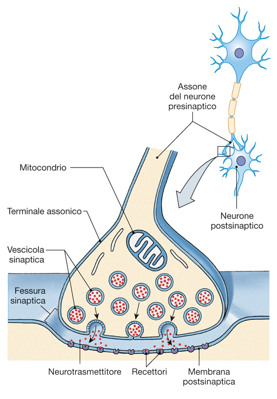 Liceo Scientifico e Linguistico Galileo Galilei di Civitavecchia ...