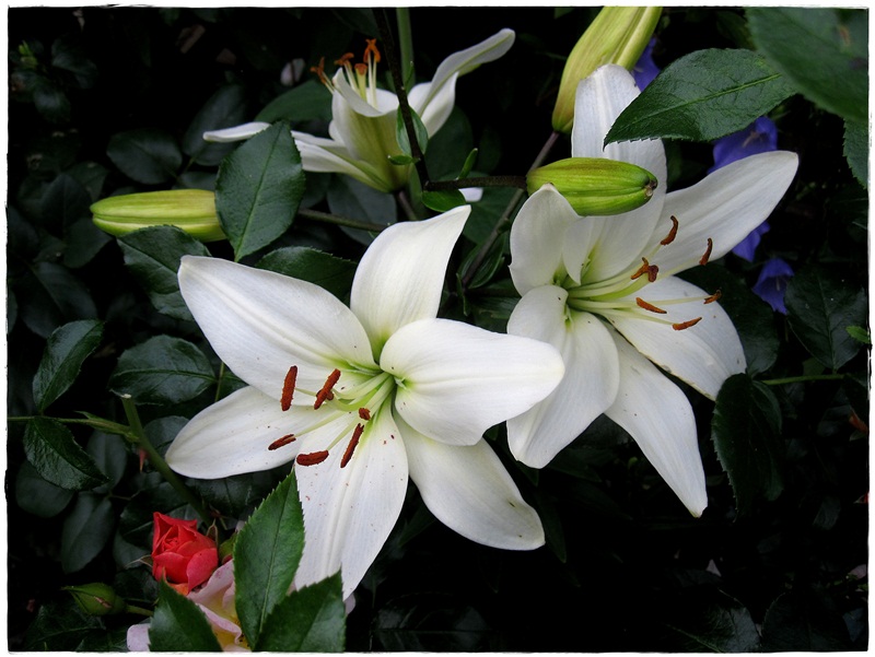 Mammasblommor: Liljor