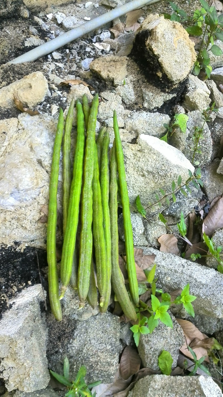 namakucella: POKOK MUNGGAI DAN CERITANYA