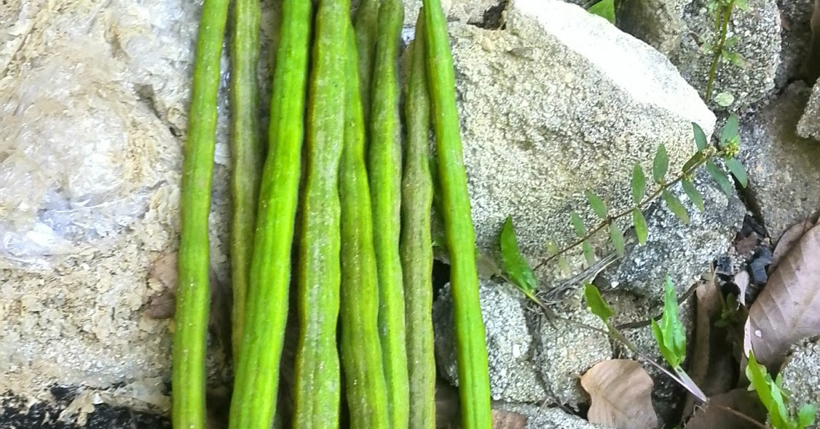 namakucella: POKOK MUNGGAI DAN CERITANYA