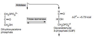 Metabolisme glikogen melalui malat shuttle dan G3P shuttle ~ Scientists ...