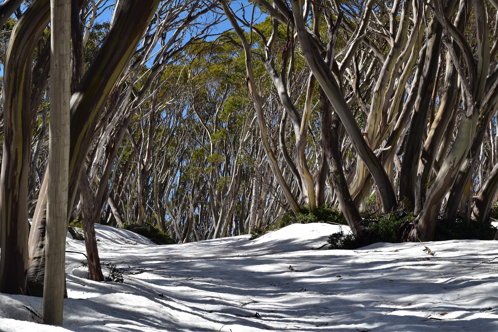 Goin' Feral One Day At A Time: Baw Baw Village Circuit, Baw Baw ...