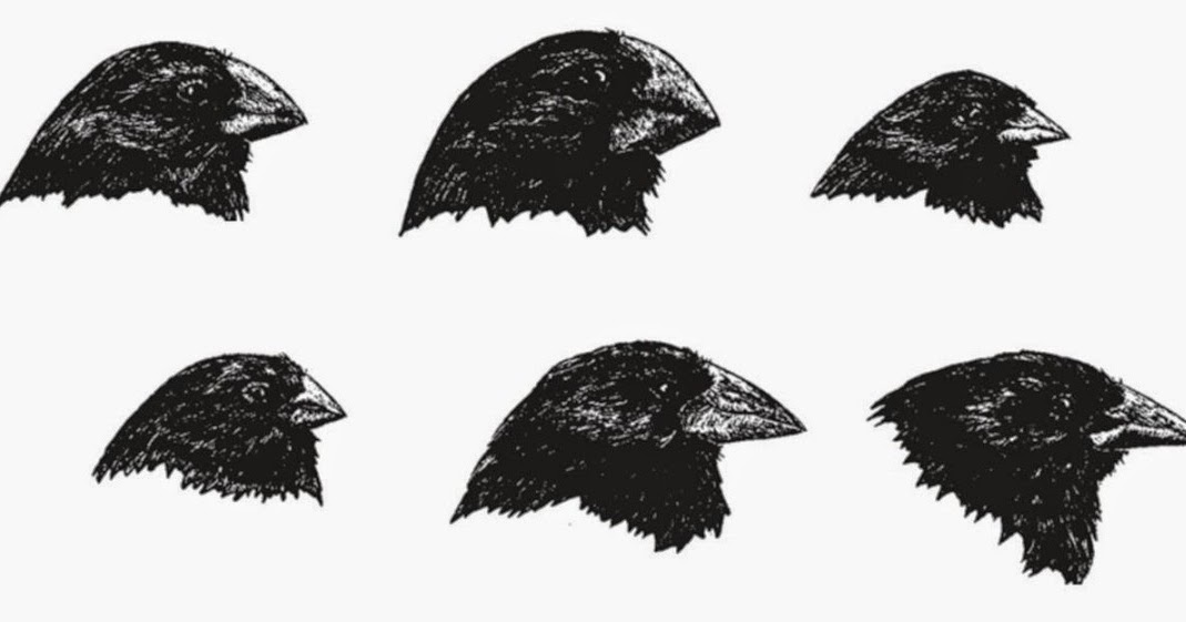 Los pinzones de Darwin - Biología