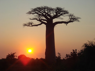 Real Monstrosities: Grandidier’s Baobab