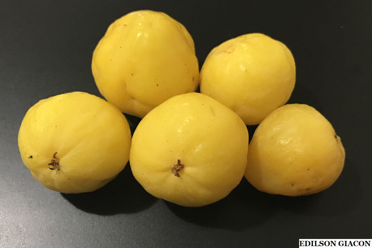 Viveiro Ciprest - Plantas Nativas e Exóticas: Cagaita ( Eugenia ...