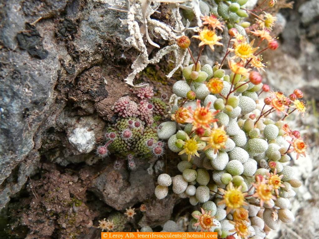 Excotic Flora and Canarian Flora : Crassulaceae - Genus Monanthes ...