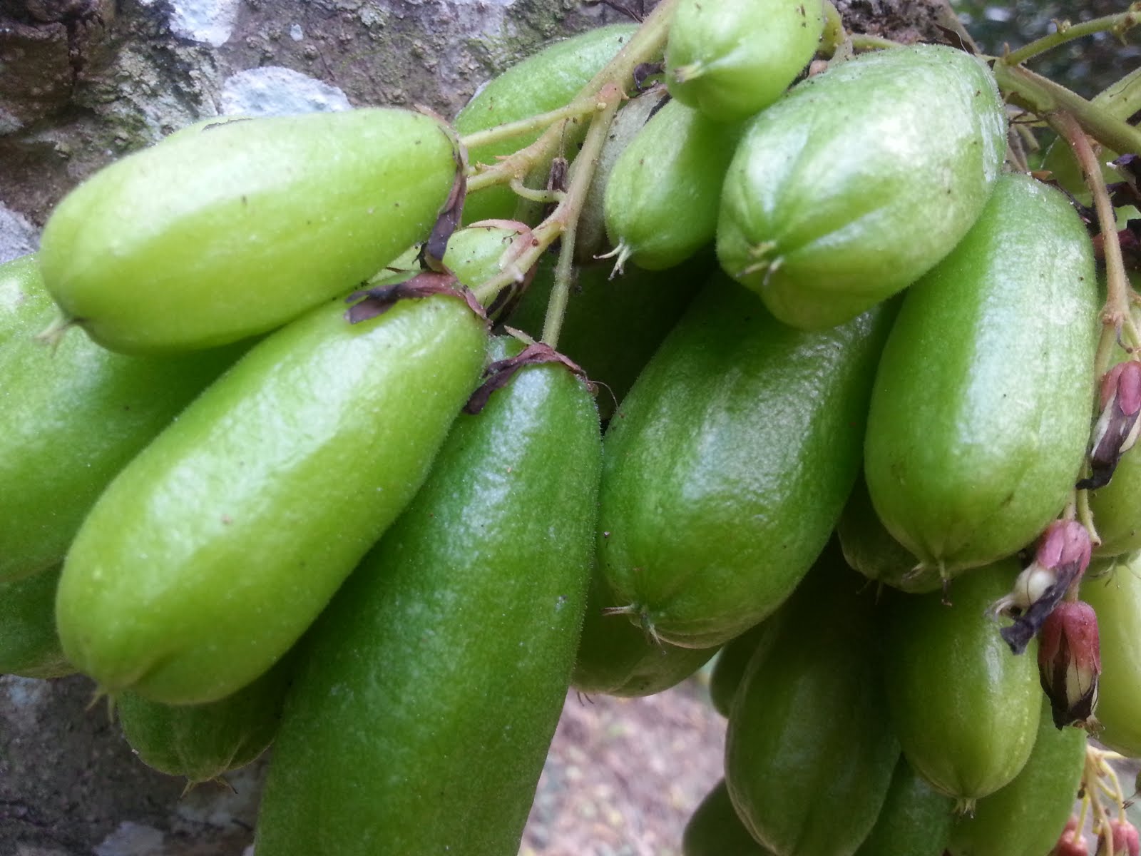 Ulam Ulaman: Ulam-Ulaman