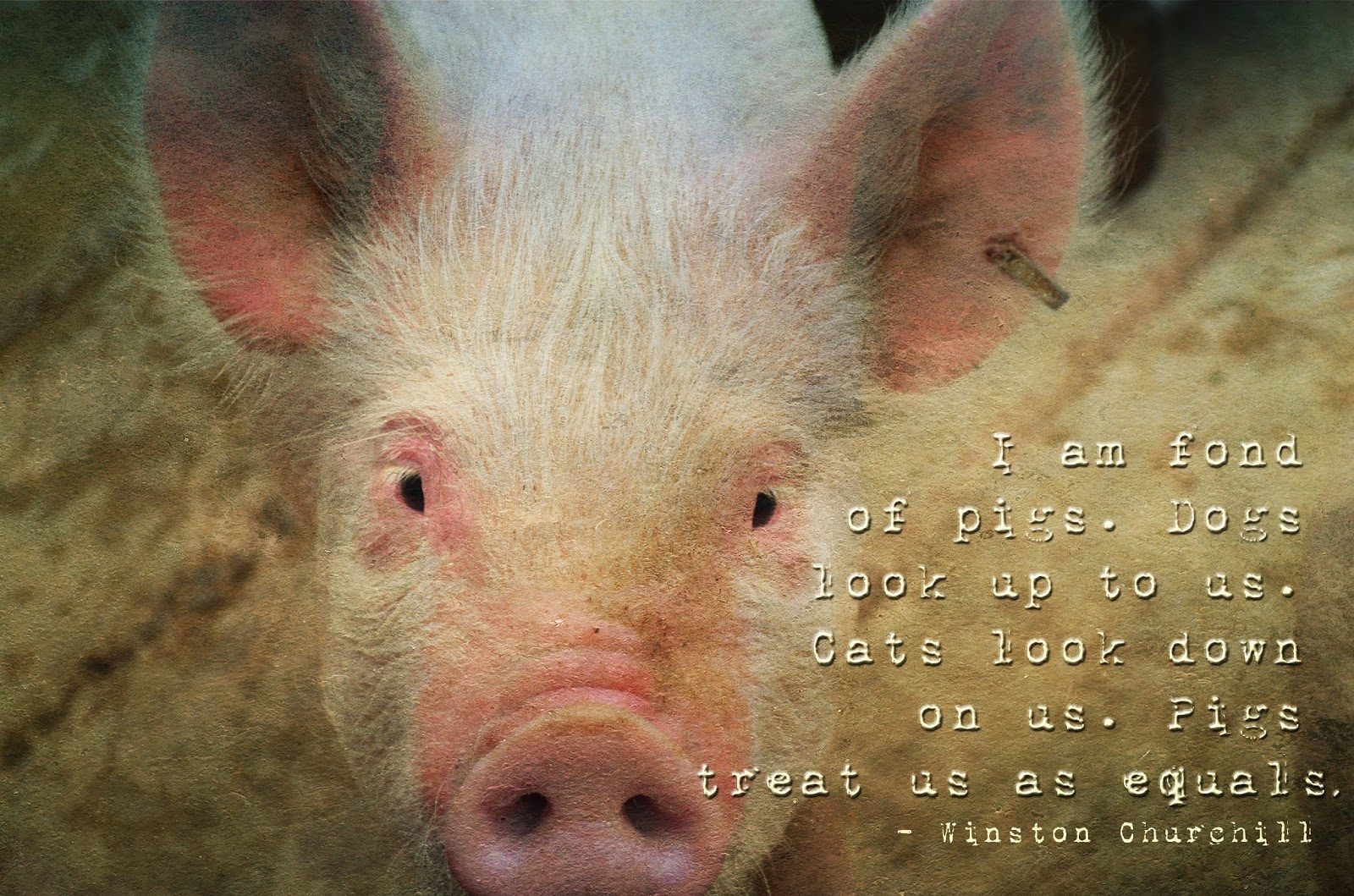 Pig Quotes. QuotesGram