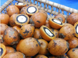 Paulamar: Macaíba ou Macaúba