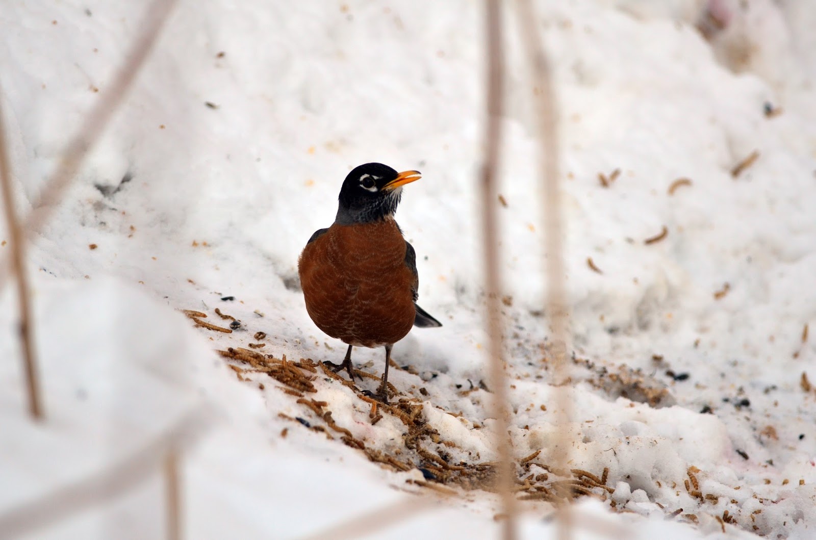 Spring bird migration brings big excitement to Michigan - Gr8LakesCamper