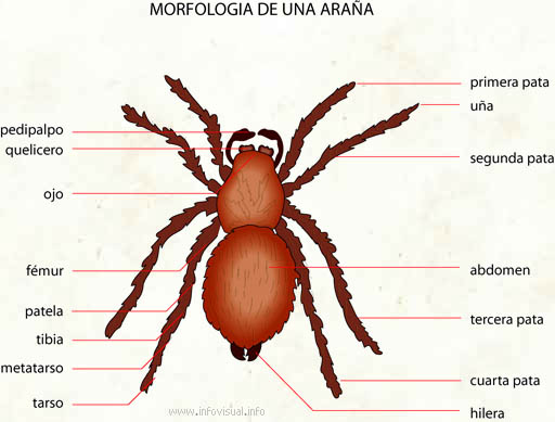 Clase Arachnida: Orden Araneae (arañas, tarántulas)