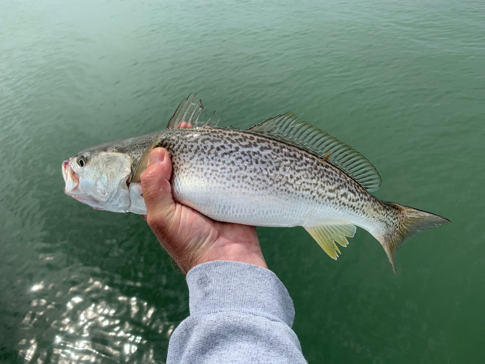 Jersey Cape Guide Service: Weakfish