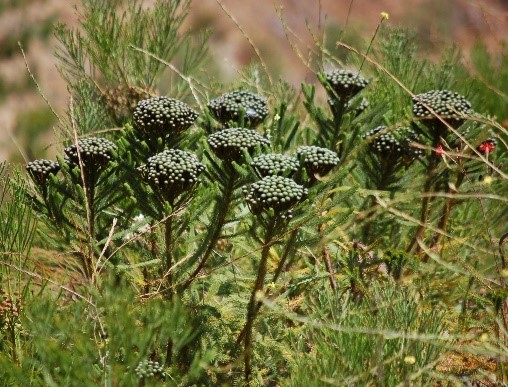 A Passion for Flowers: In the Field: Brunia Albiflora