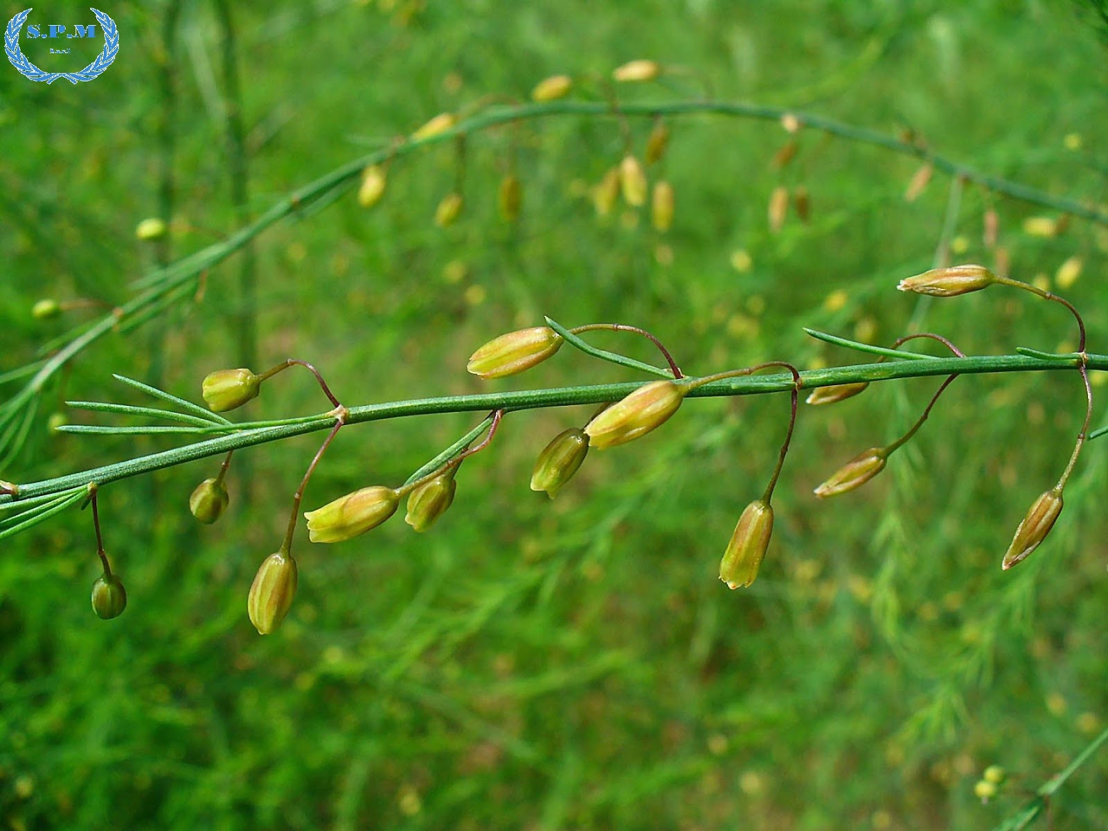 ASPERGE / ASPARAGUS OFFICINALIS / SEKKUM - SPM Maroc