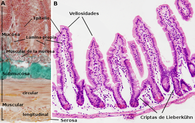 Histología del intestino delgado y grueso