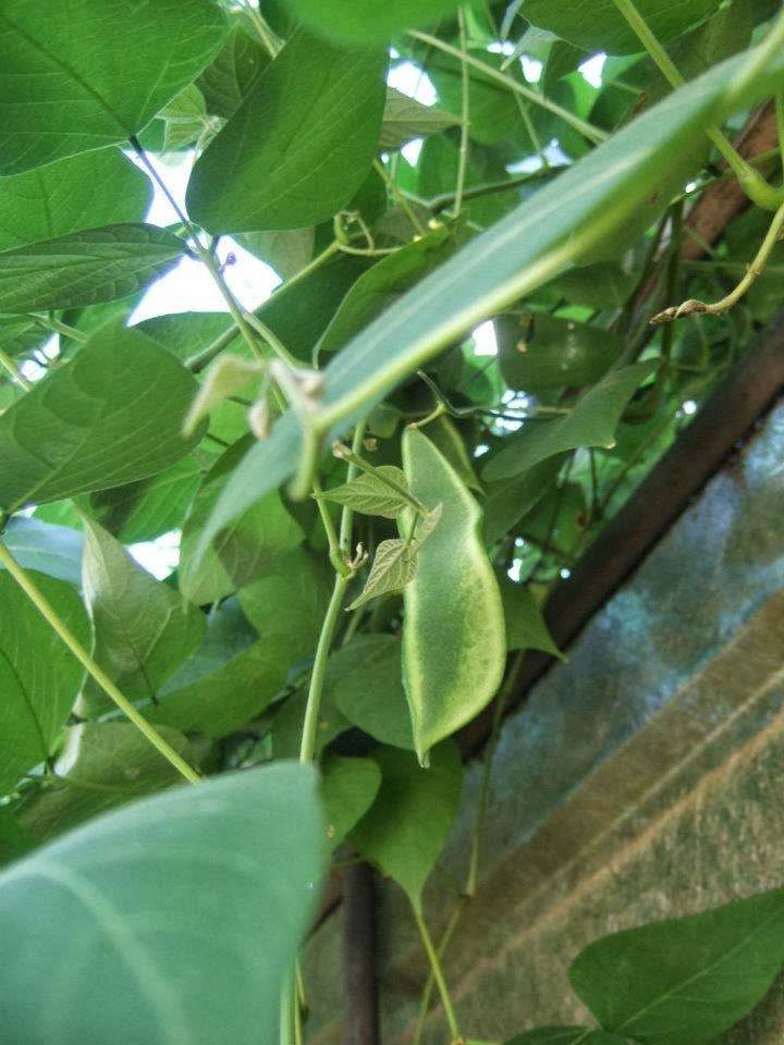 Potagers en liberté à l'île Maurice!: Gros Pois, pois du cap, Haricot ...