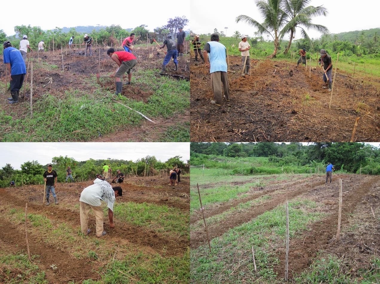 gubiler: CONSERVACIÓN DE SUELOS Y AGUA EN MANDIYALA, GUNAYALA: LABRANZA ...