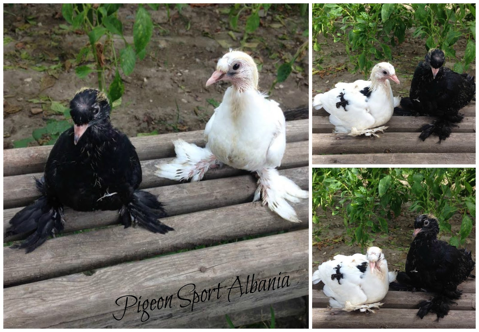 PIGEON SPORT ALBANIA: Pellumba me cafk para (PIGEON 7 ALBANIA)