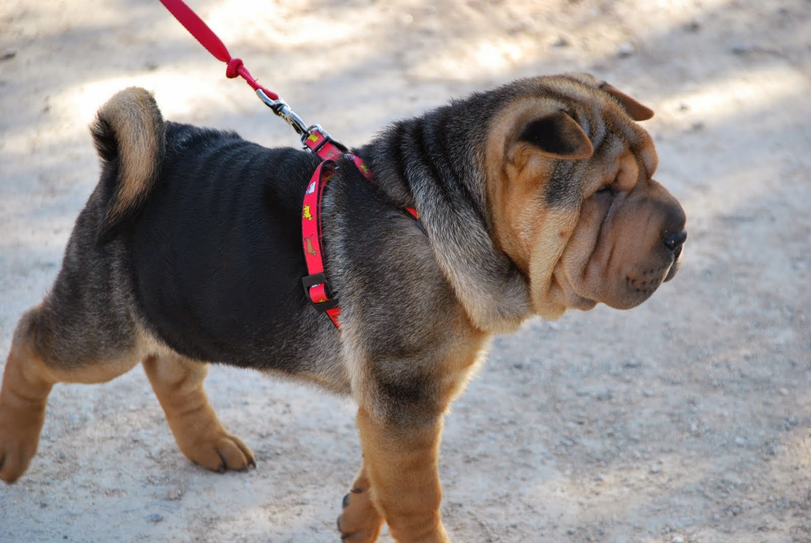 Cuidados básicos del Shar Pei | WIKI PERROS