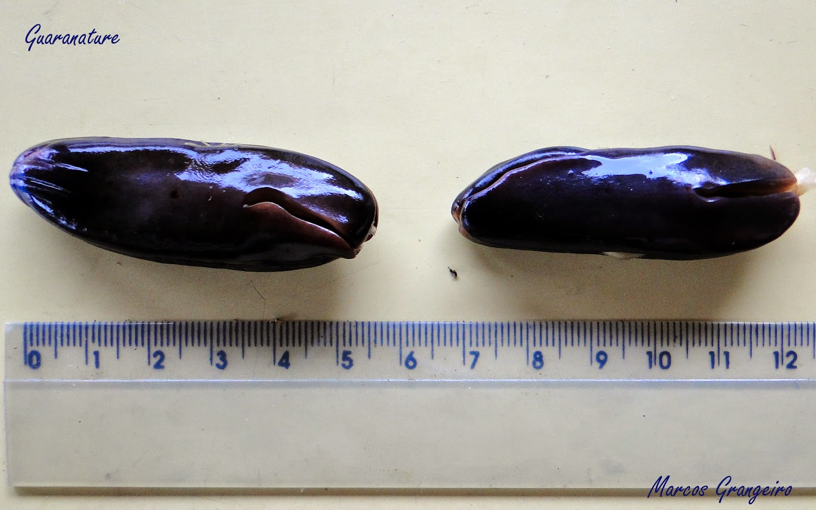 Guaranature: Colhendo frutos: Inga edulis, o ingá-de-metro...