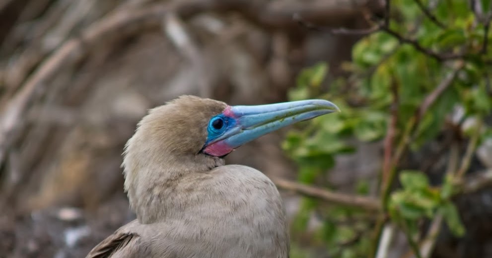 travelswithkathleen: Red-footed booby