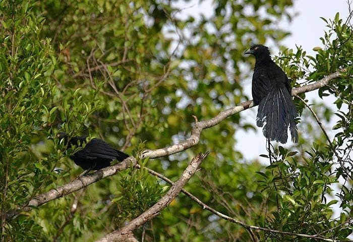 Mengenal Burung Bubut Biak | Burung Gue
