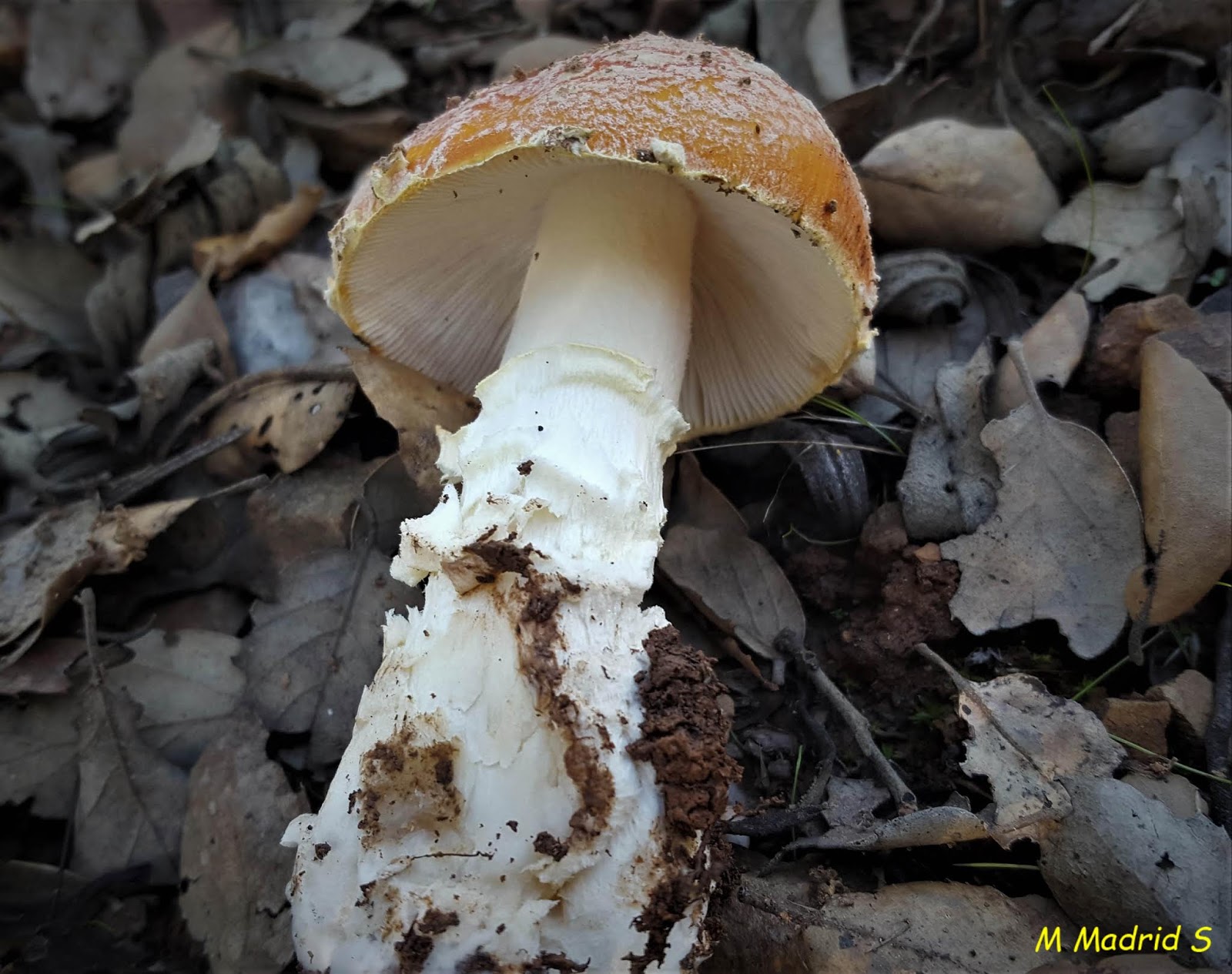 SETAS DEL VALLE DE LOS PEDROCHES: AMANITA MUSCARIA. MATAMOSCAS