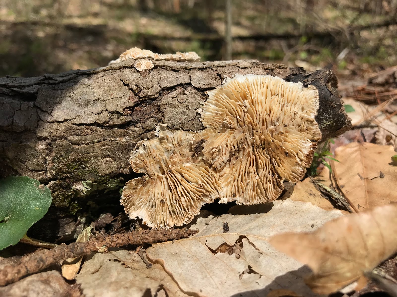 Carl Alwin Schenck Memorial Forest - Love Sown Garden