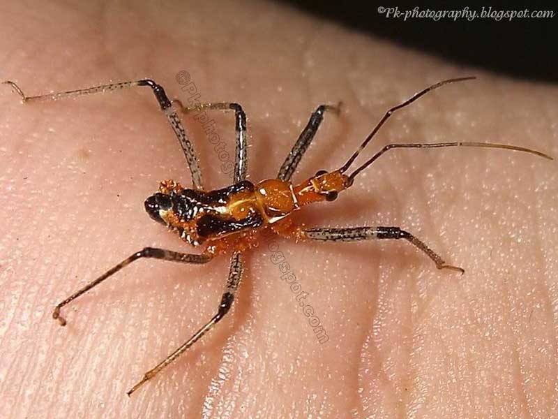 Assassin Bugs | Nature, Cultural, and Travel Photography Blog