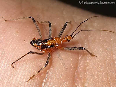 Assassin Bugs | Nature, Cultural, and Travel Photography Blog