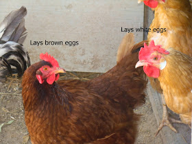 My Little Chicken Coop: Egg color & Earlobes in Chickens
