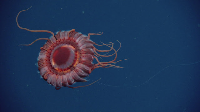 Ship2Shore: Update about the red beauty!