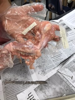 Carolyn's Anatomy Blog: Chicken Dissection Lab