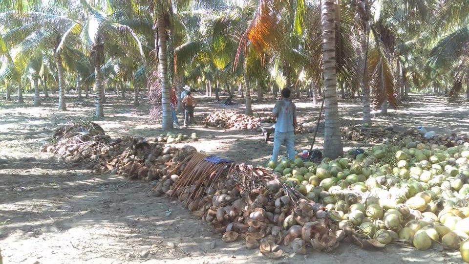 Precio del coco lo dictan mercados internacionales: Cecoco. - Agencia ...