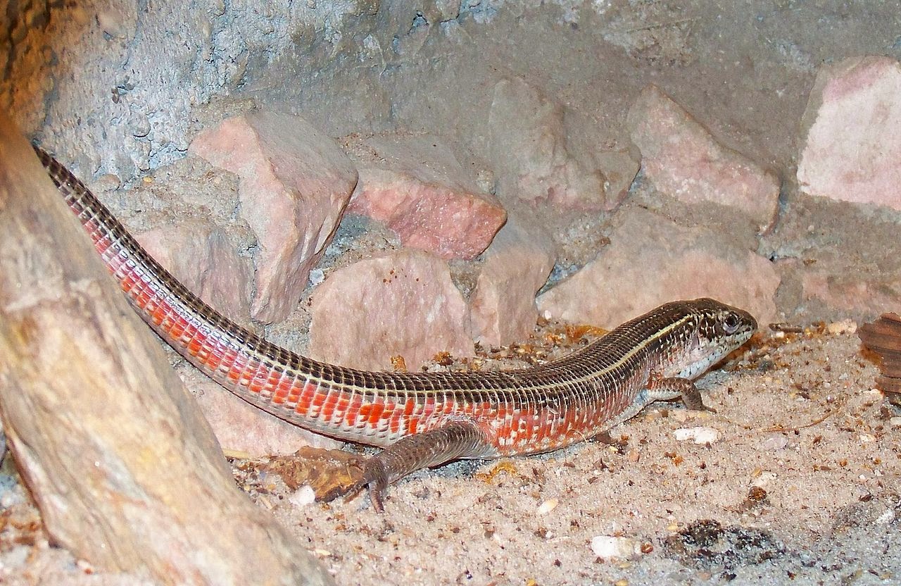 Yellow Throated Plated Lizard - Pets